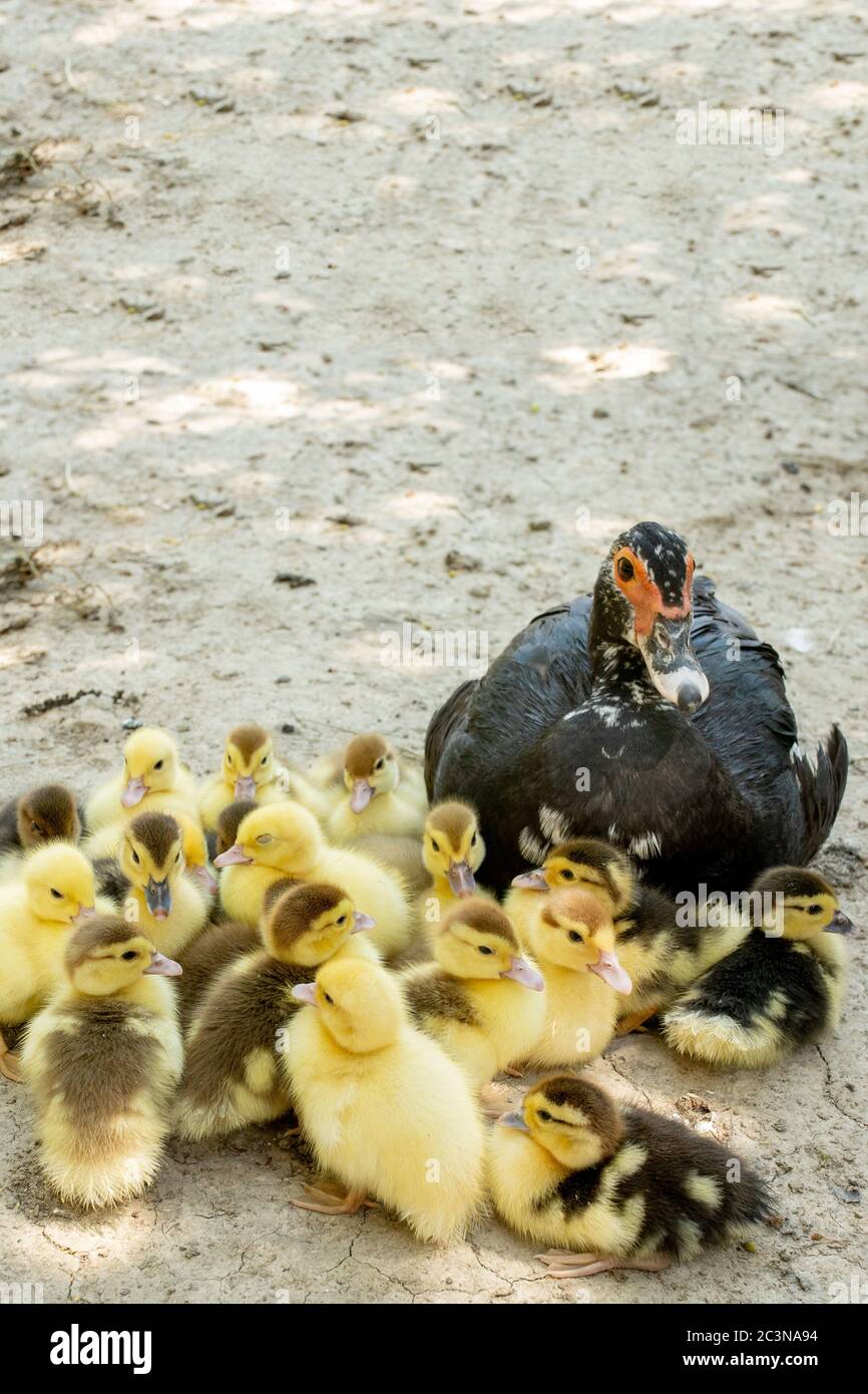 Mother duck with her ducklings. There are many ducklings following the ...