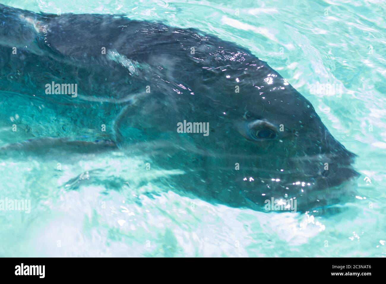 Trevally, Cook Islands Stock Photo - Alamy