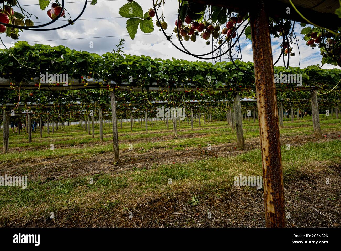 Uk fruit farming hi-res stock photography and images - Alamy