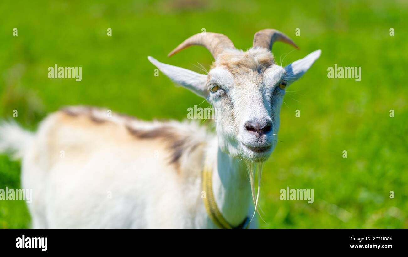 Little goat hi-res stock photography and images - Alamy