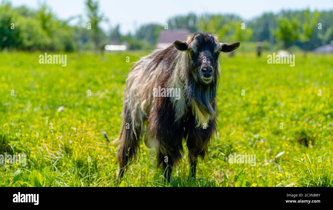 Close up of little goat grazing in green meadow Stock Photo - Alamy