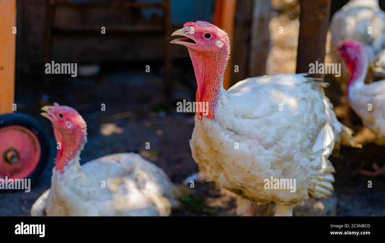 Breeding turkeys on a farm. White turkey portrait walking in paddock ...