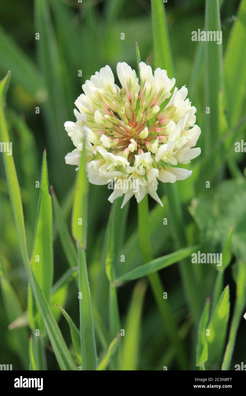 Clover river hi-res stock photography and images - Alamy