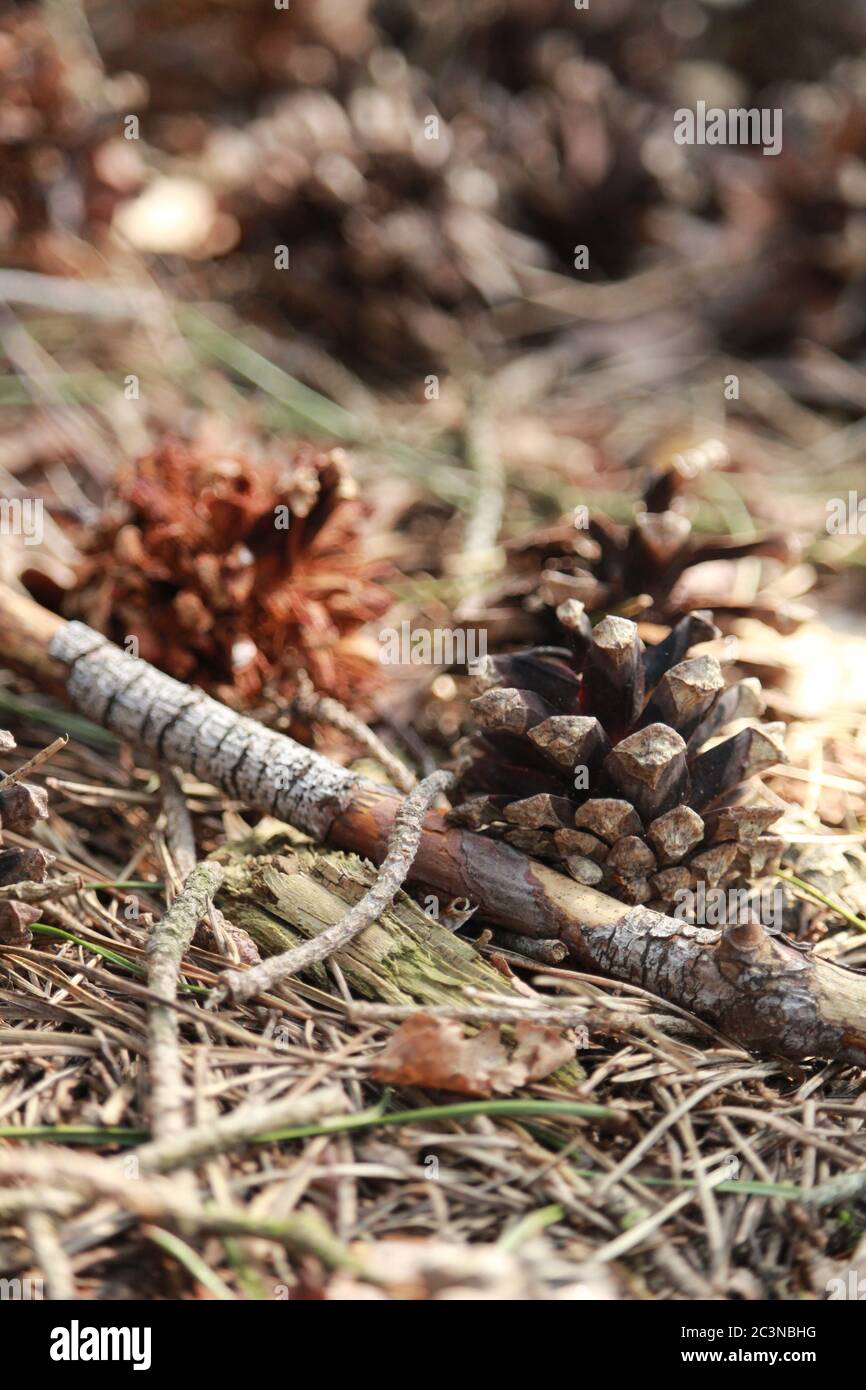 Vertical closeup shot of cones on the ground Stock Photo - Alamy