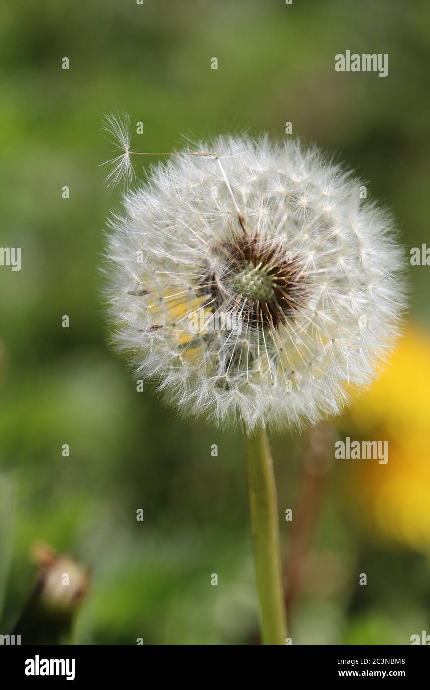 Vertical closeup shot of a dandelion Stock Photo - Alamy