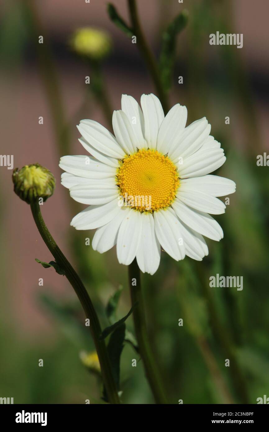 Vertical shot of a daisy with a blurred background Stock Photo - Alamy