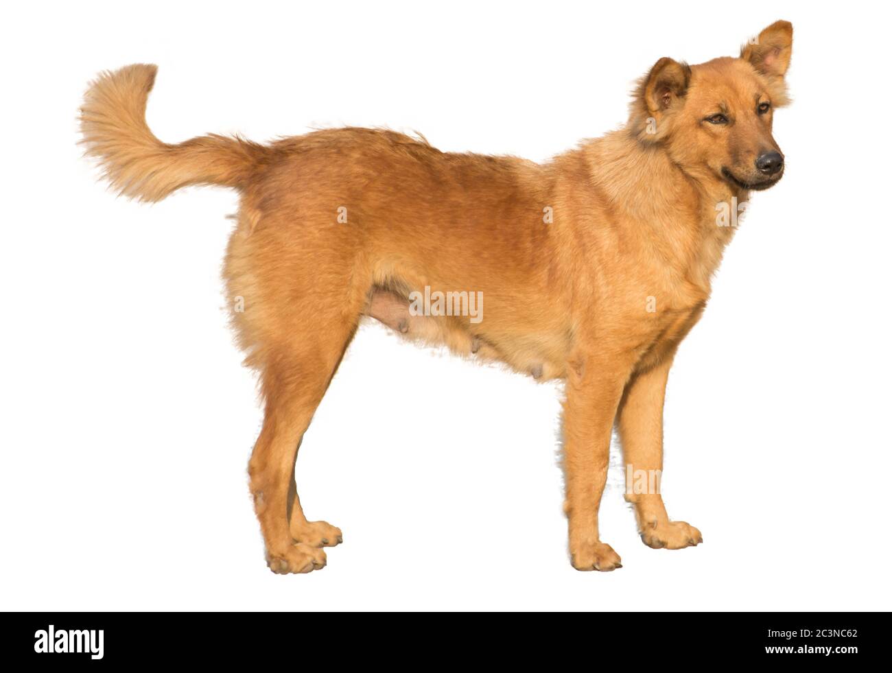 Ridgeback Shepherd Retriever Mix