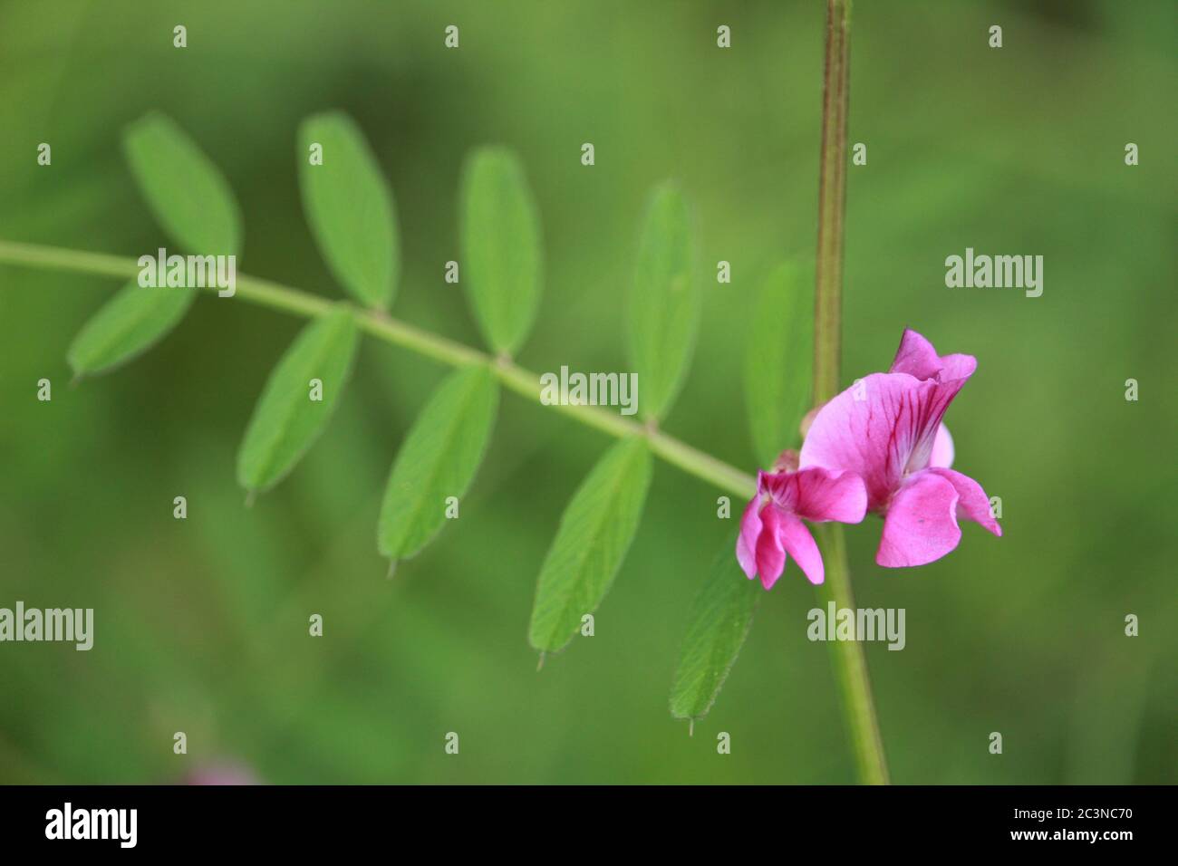 Swamp pea hi-res stock photography and images - Alamy