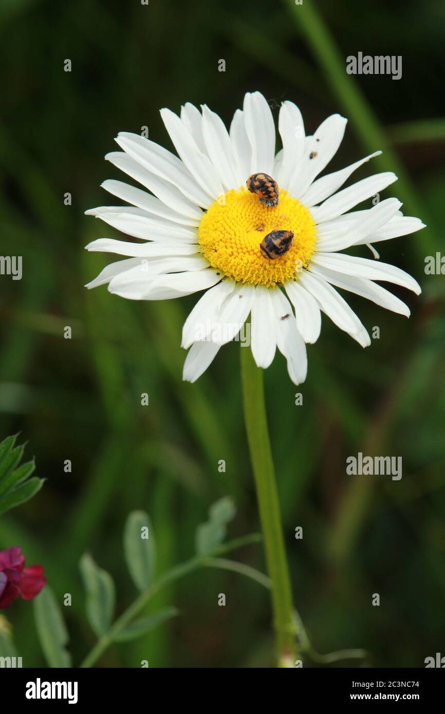 Two small insects hi-res stock photography and images - Alamy