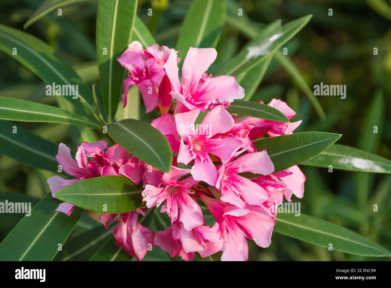 Close up soft pink sweet oleander flower oleander Stock Photo - Alamy