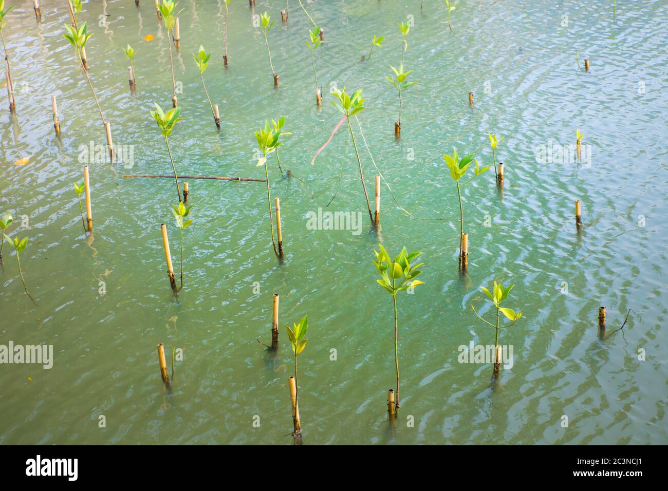 young tree in deep mud in mangrove reforestation young tree in deep mud ...