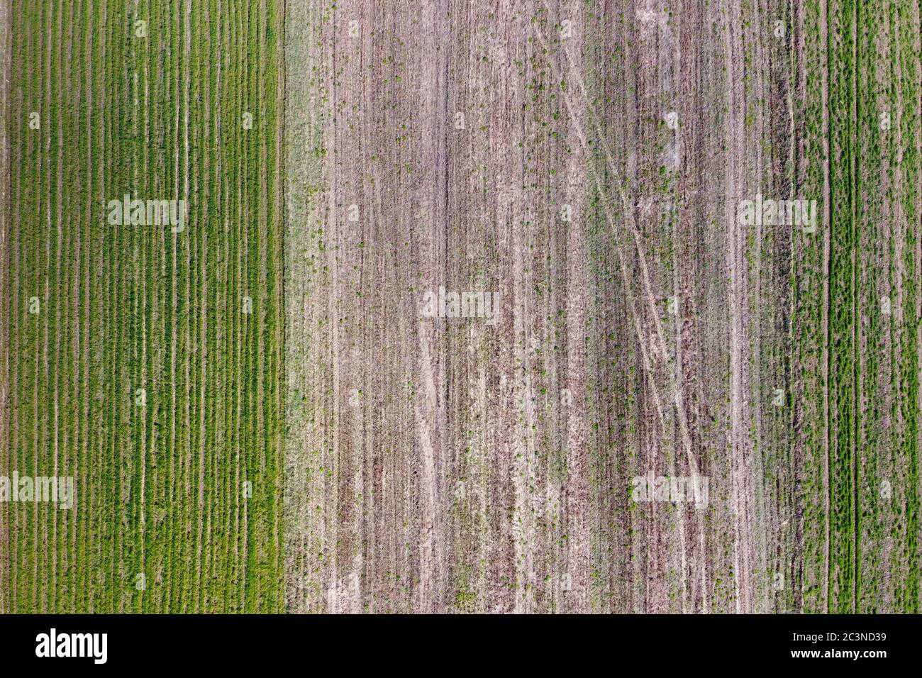 Farmland, plowed soil, green field, top view. Agricultural fields with ...