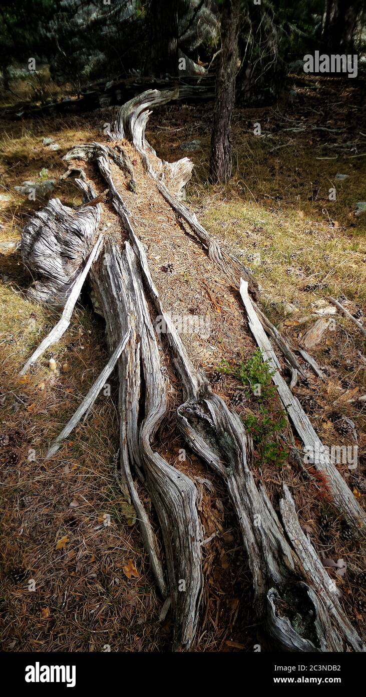 Vertical closeup shot of an old felled tree trunk Stock Photo - Alamy