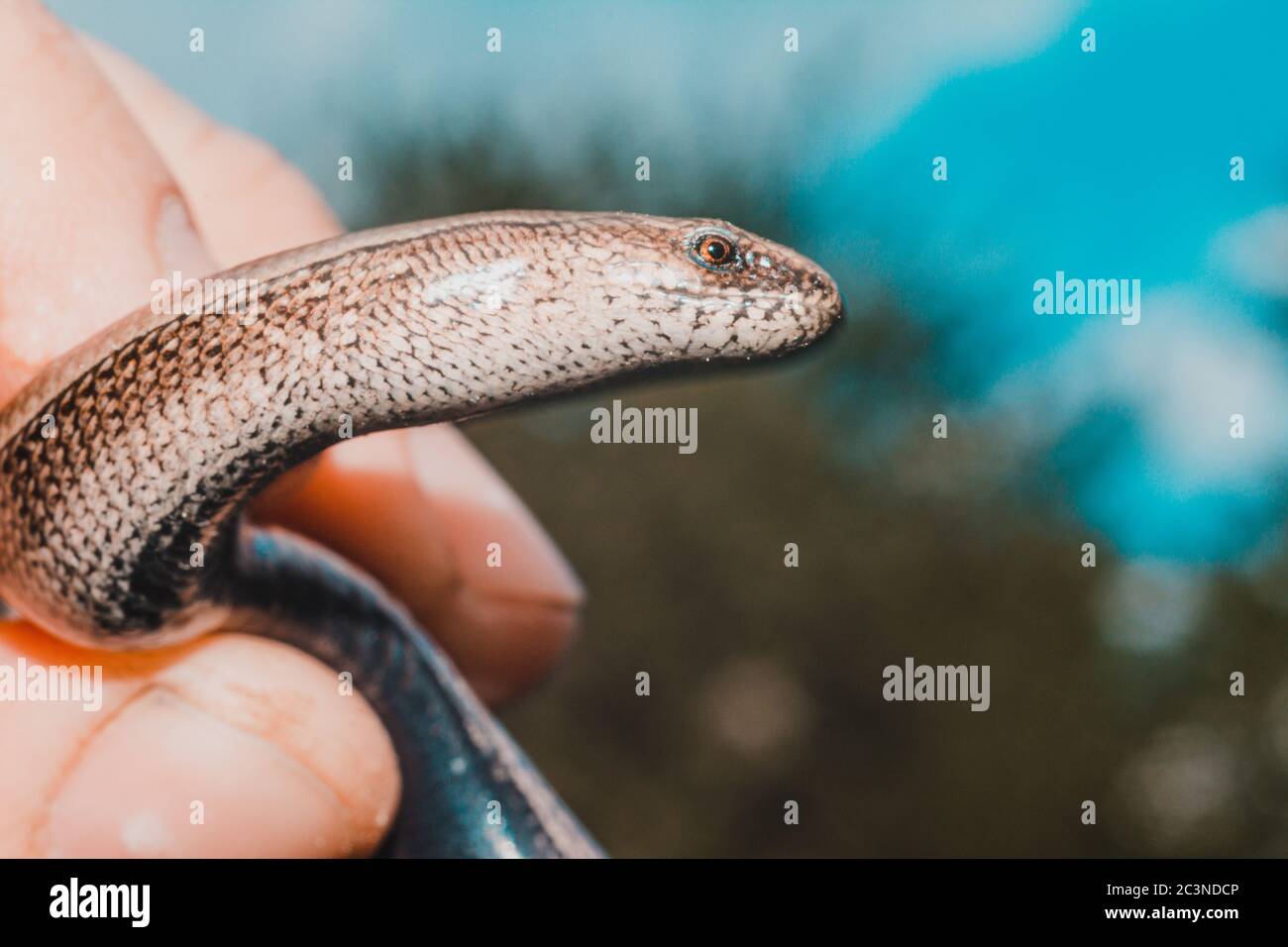 Blue Legless Lizard
