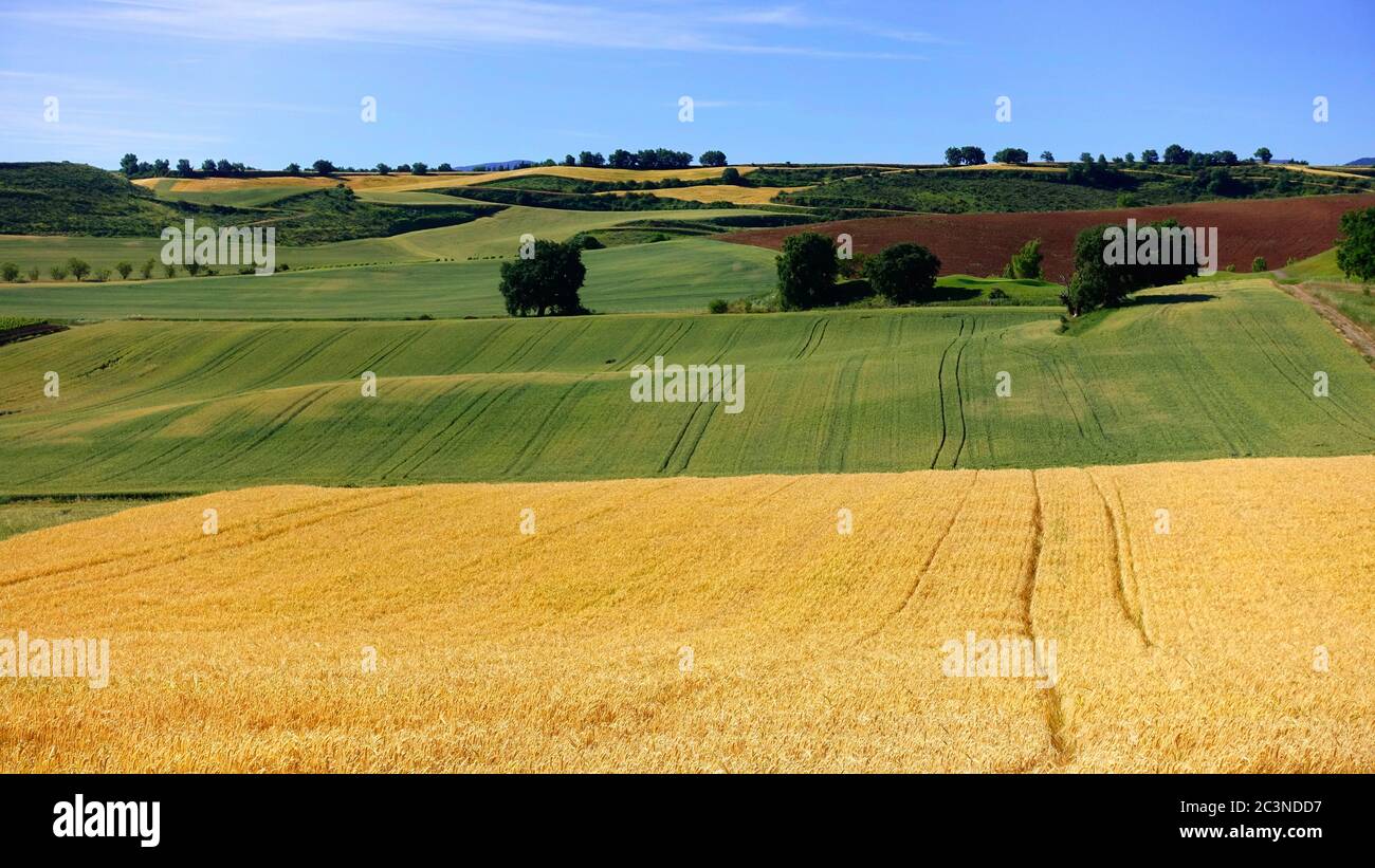 Different colors of the crops Stock Photo - Alamy