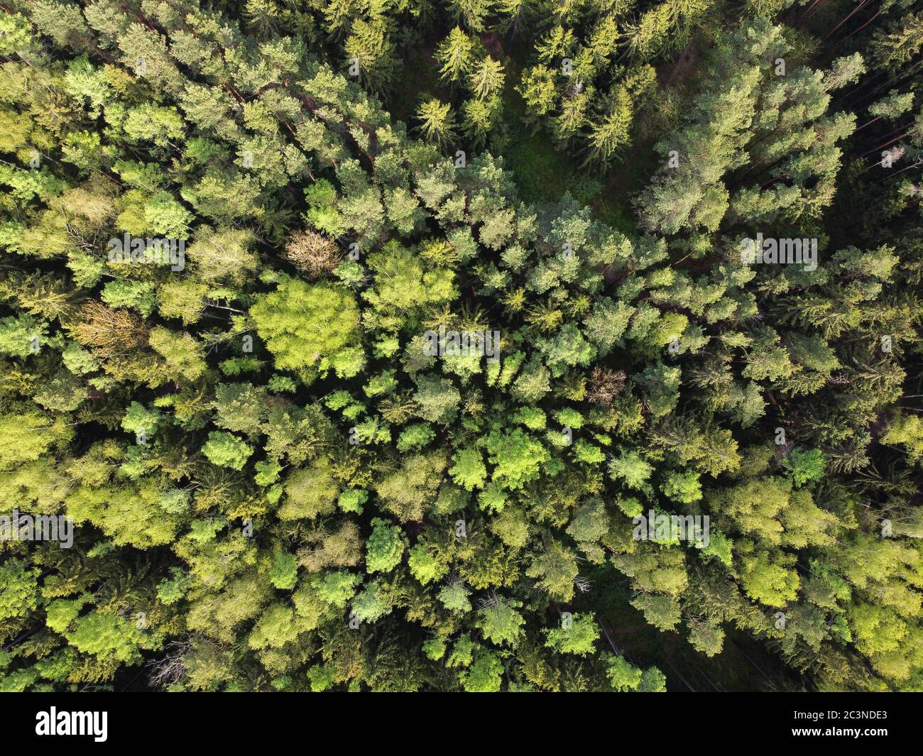 Aerial view forest tops hi-res stock photography and images - Alamy