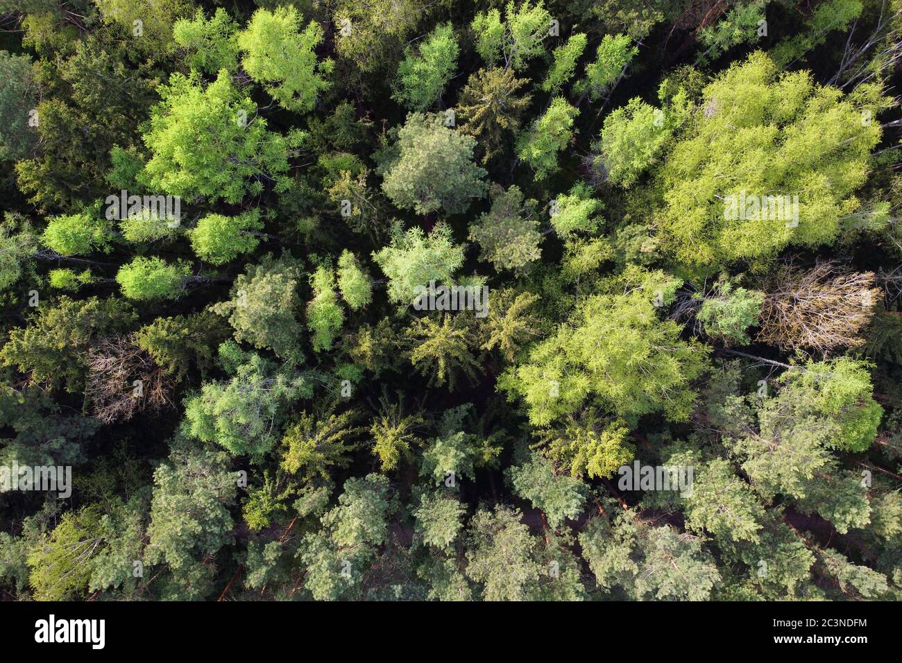 Earth trees aerial view hi-res stock photography and images - Alamy