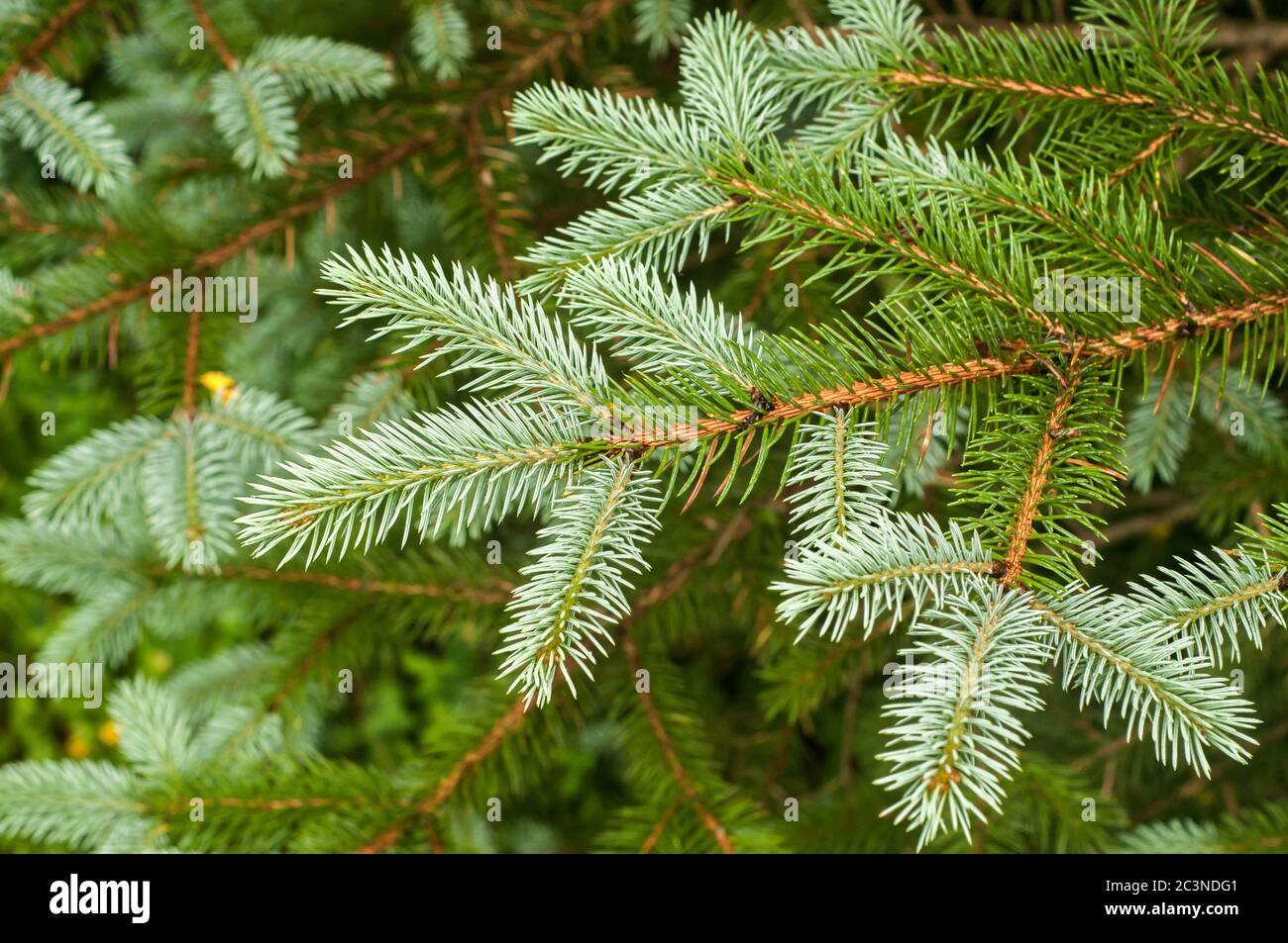 White Spruce High Resolution Stock Photography and Images - Alamy