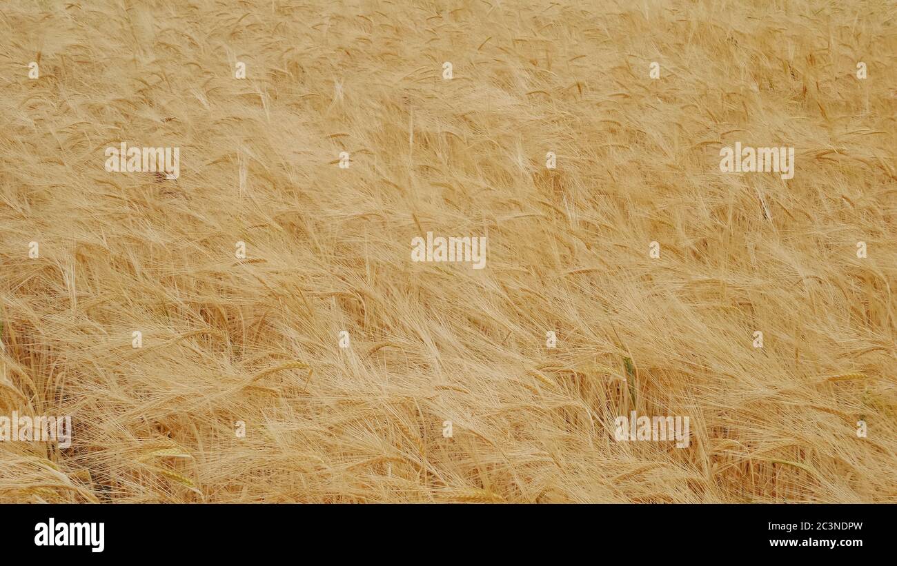 Closeup shot of a wheat field under the sunlight at daytime Stock Photo ...
