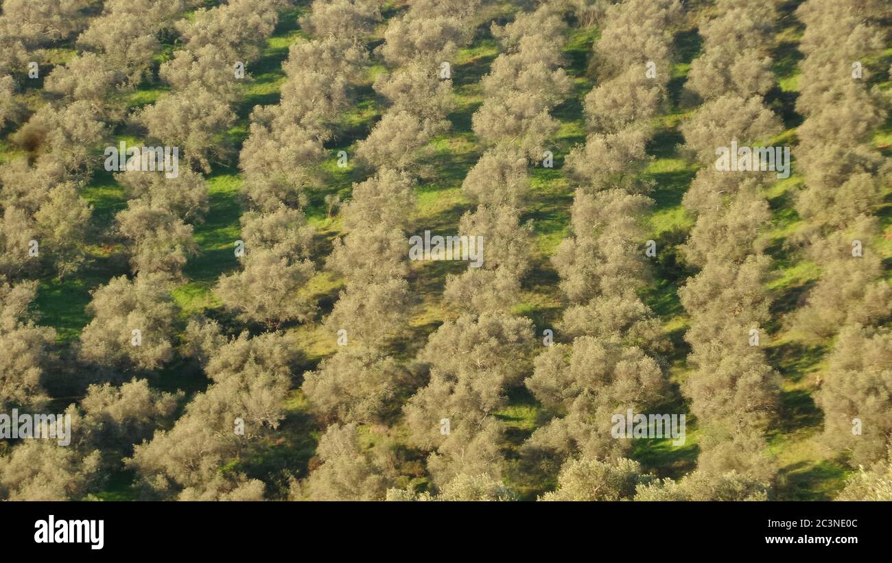 Aerial top view of blooming trees and green meadow Stock Photo - Alamy