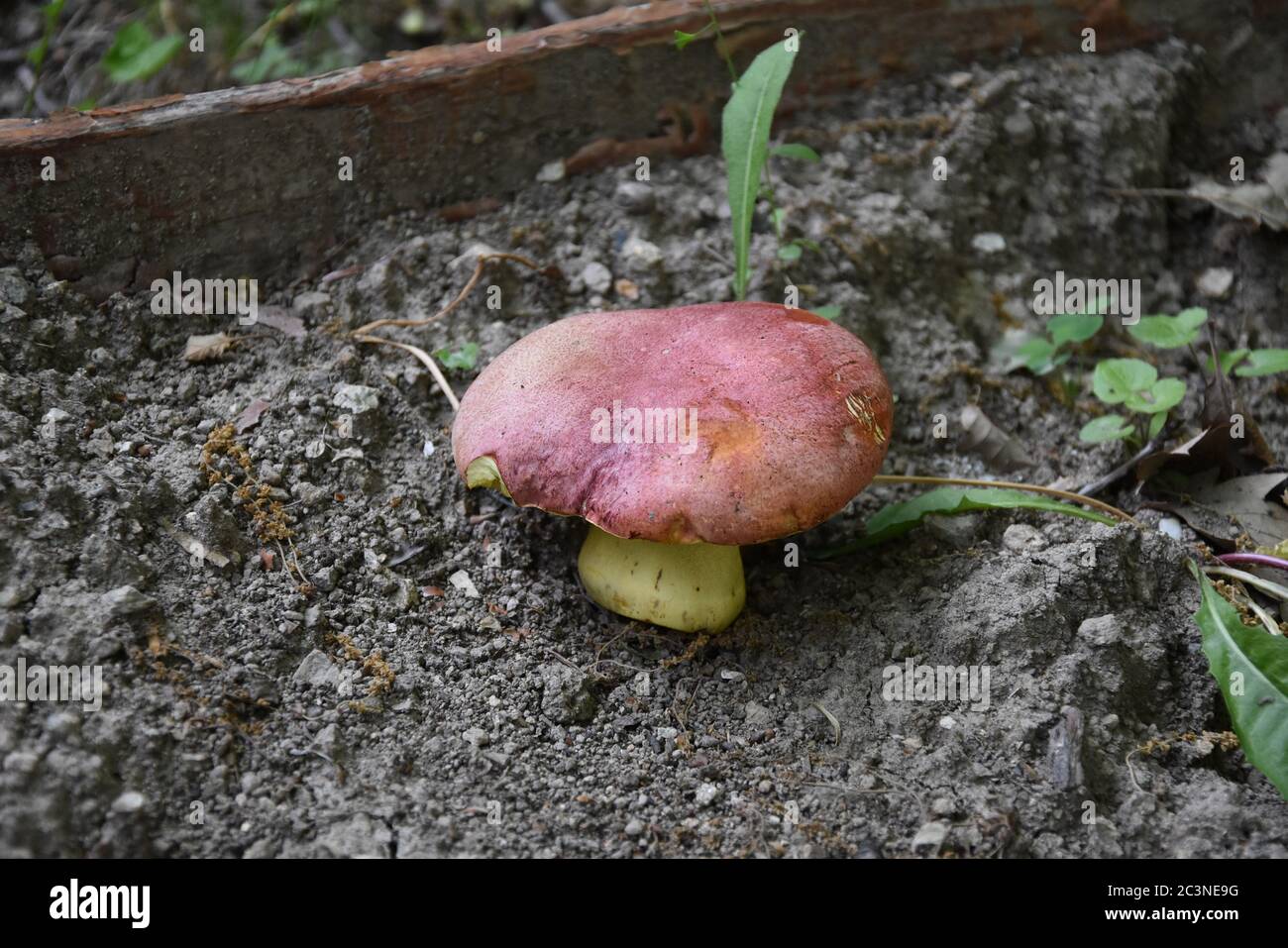 Butyriboletus regius hi-res stock photography and images - Alamy