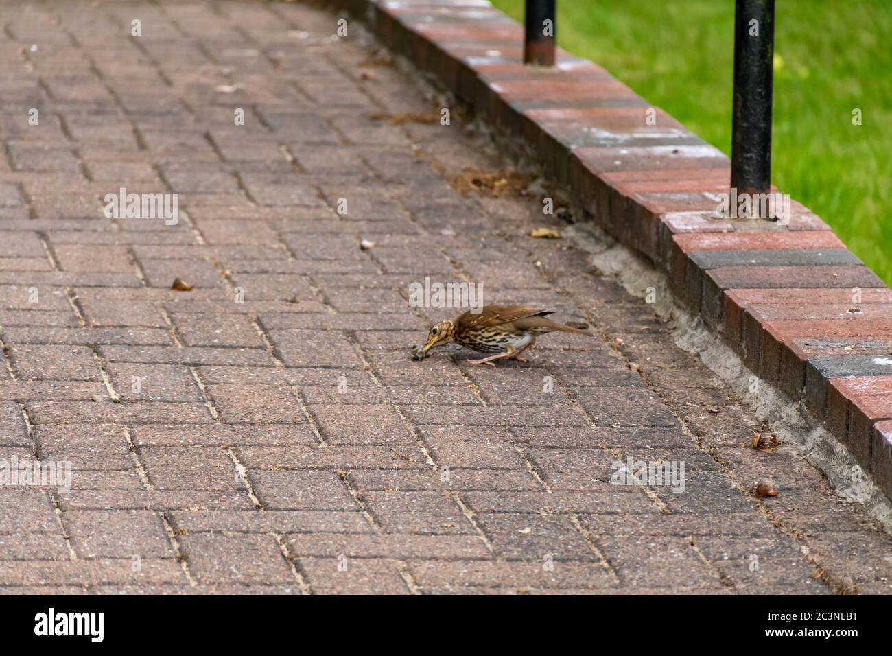 Nut cracking beak hi-res stock photography and images - Alamy