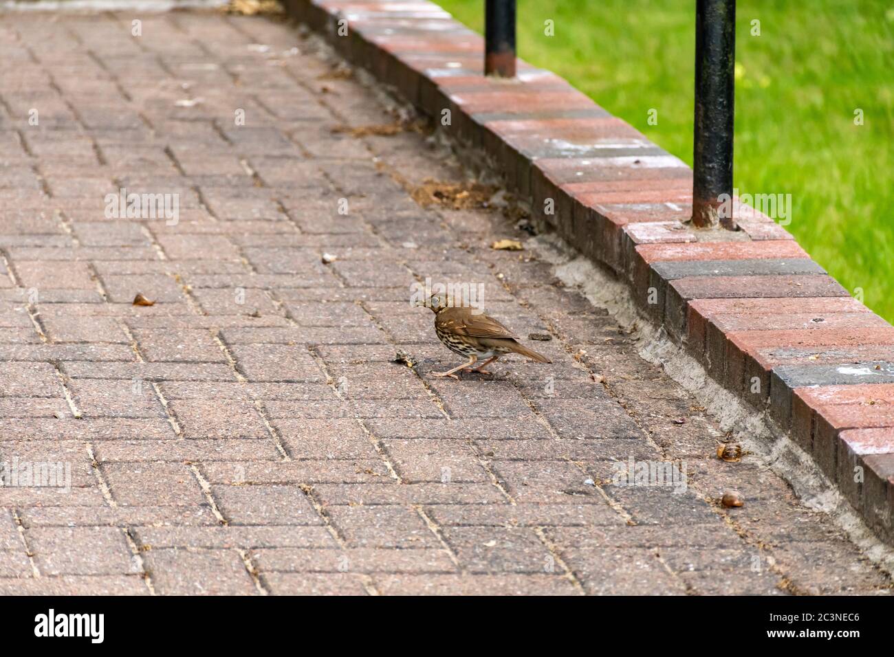 Nut cracking beak hi-res stock photography and images - Alamy