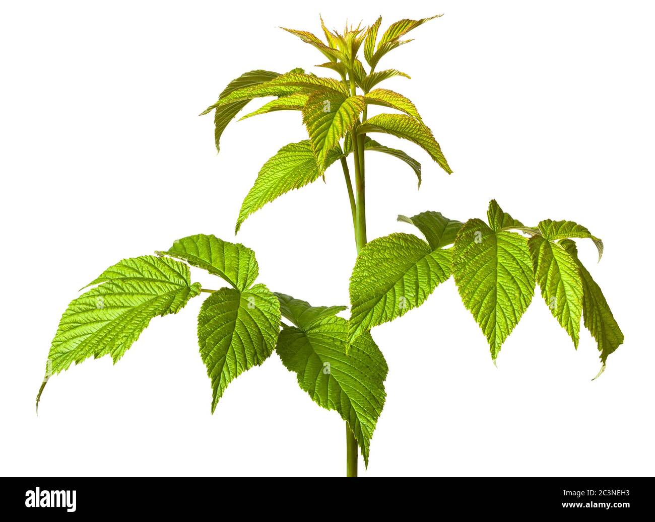 Branch background hi-res stock photography and images - Alamy