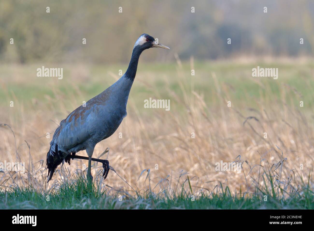 Grey crane hi-res stock photography and images - Alamy
