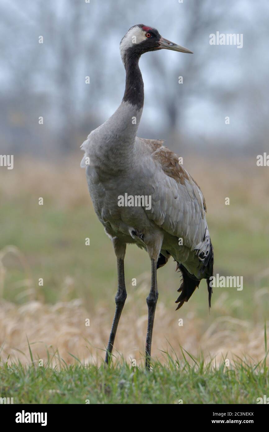 Common crane, big grey bird Stock Photo - Alamy