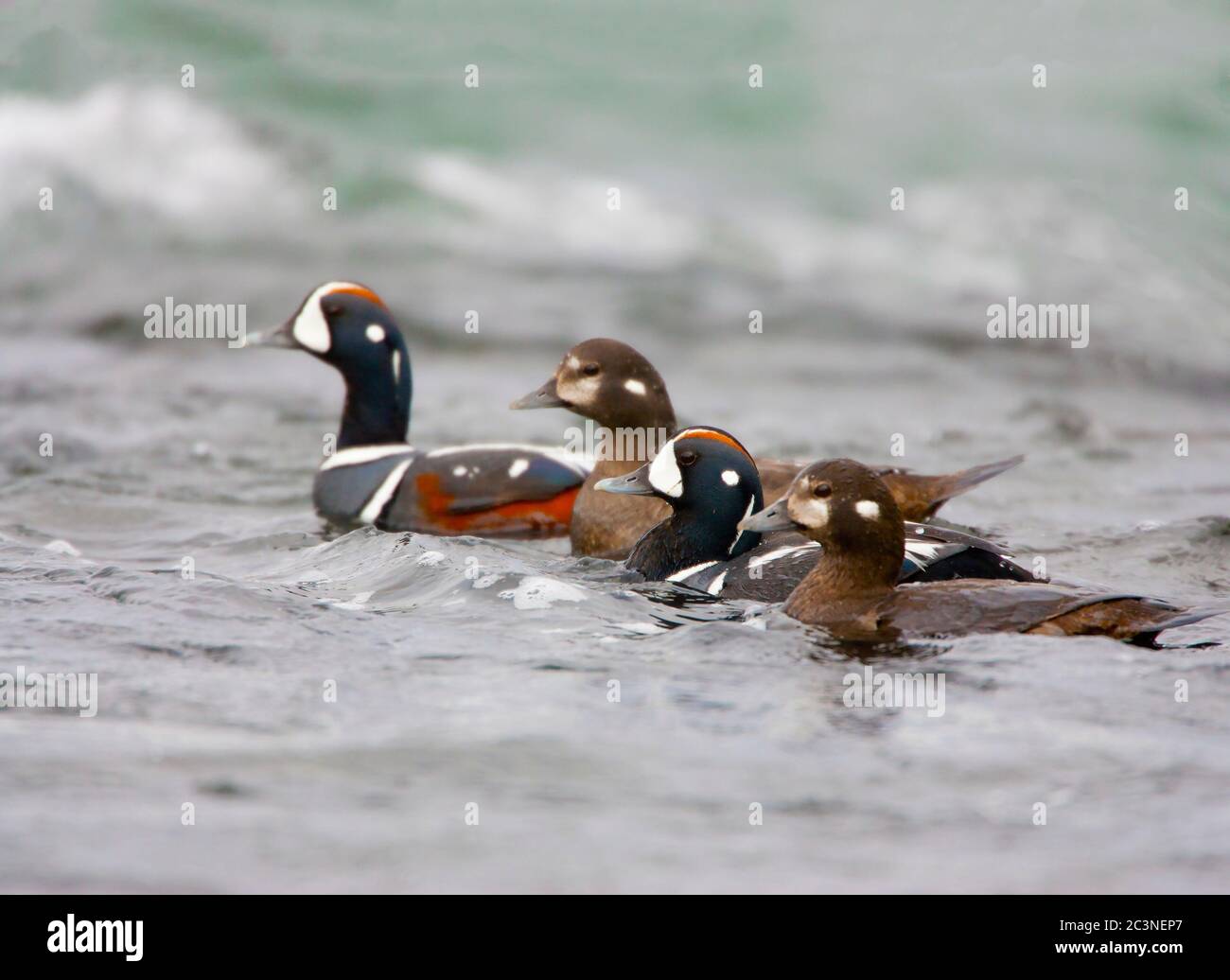 Ducks in water hi-res stock photography and images - Alamy