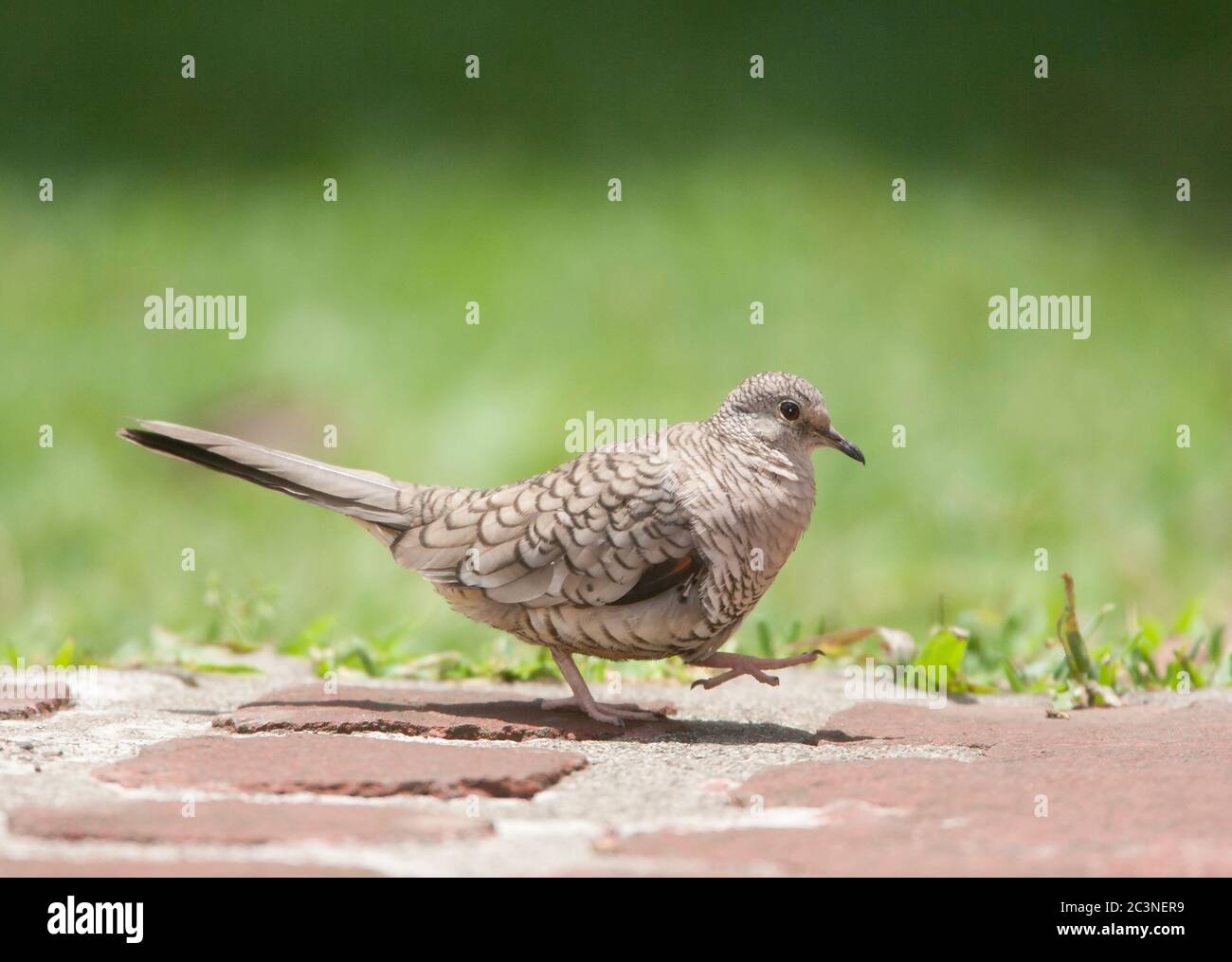 Columbina inca hi-res stock photography and images - Alamy