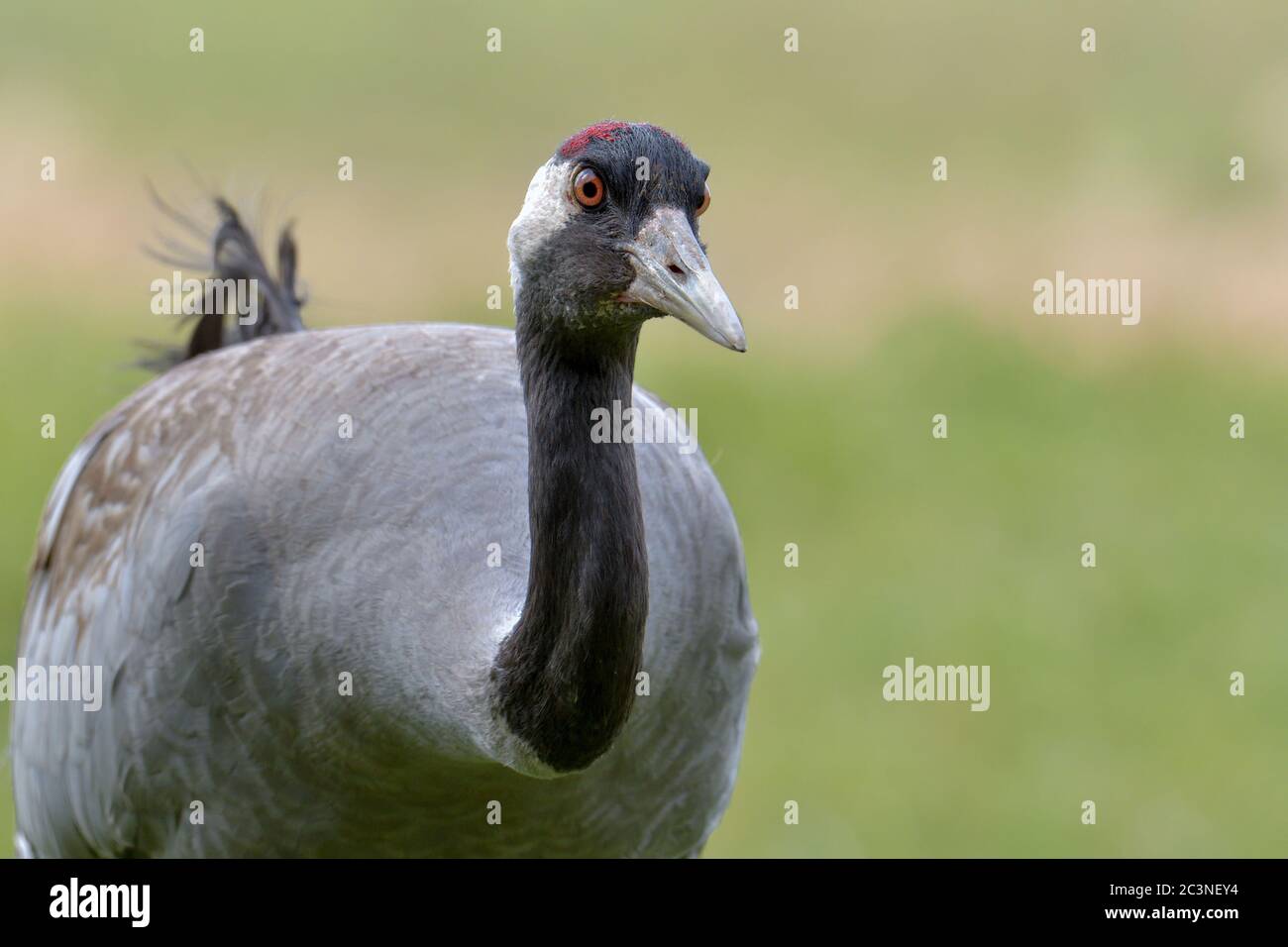 Common crane close up Stock Photo - Alamy
