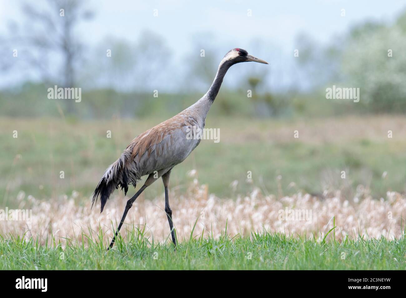 Grey crane hi-res stock photography and images - Alamy