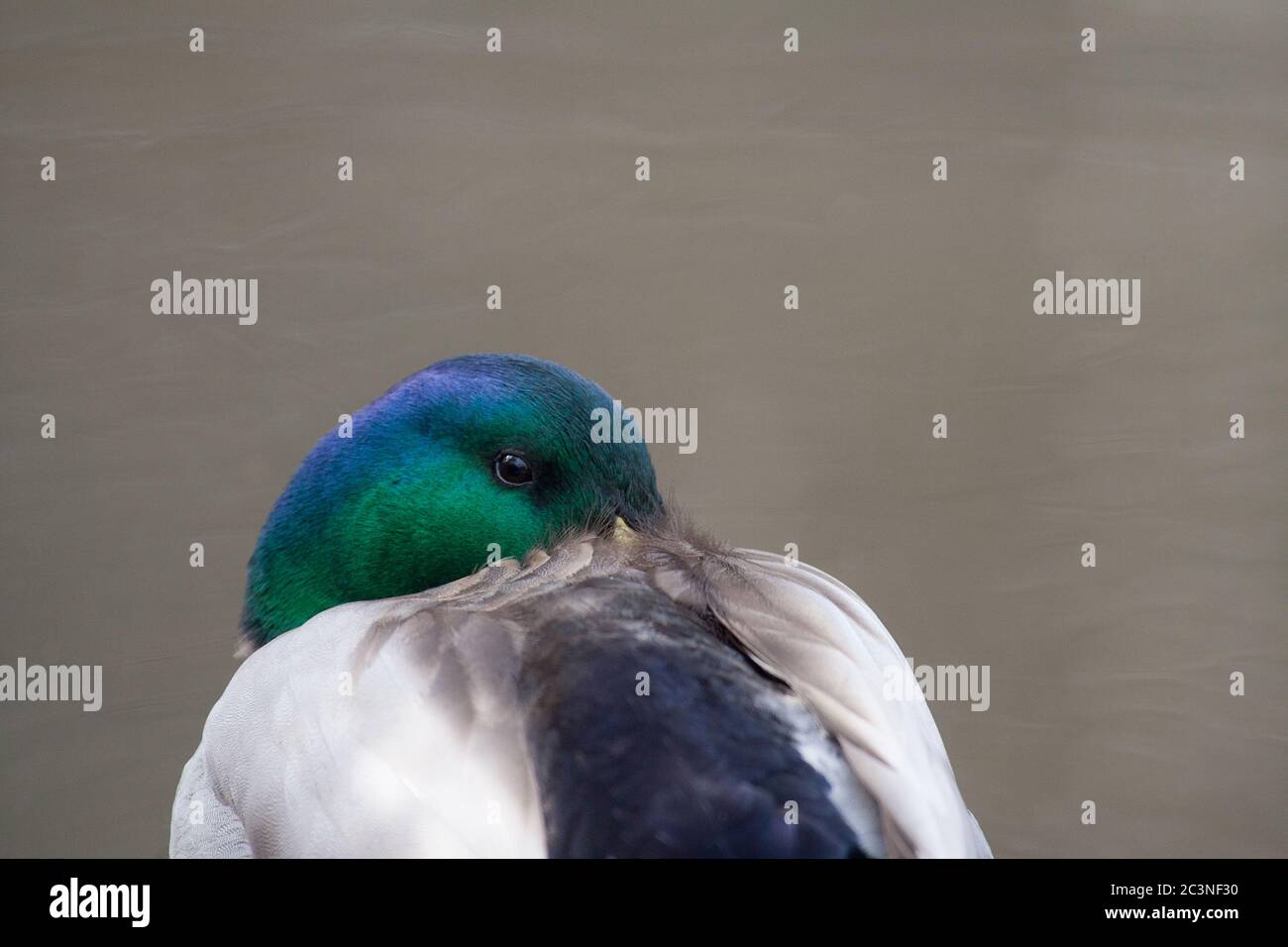 Mallard drake closeup hi-res stock photography and images - Alamy