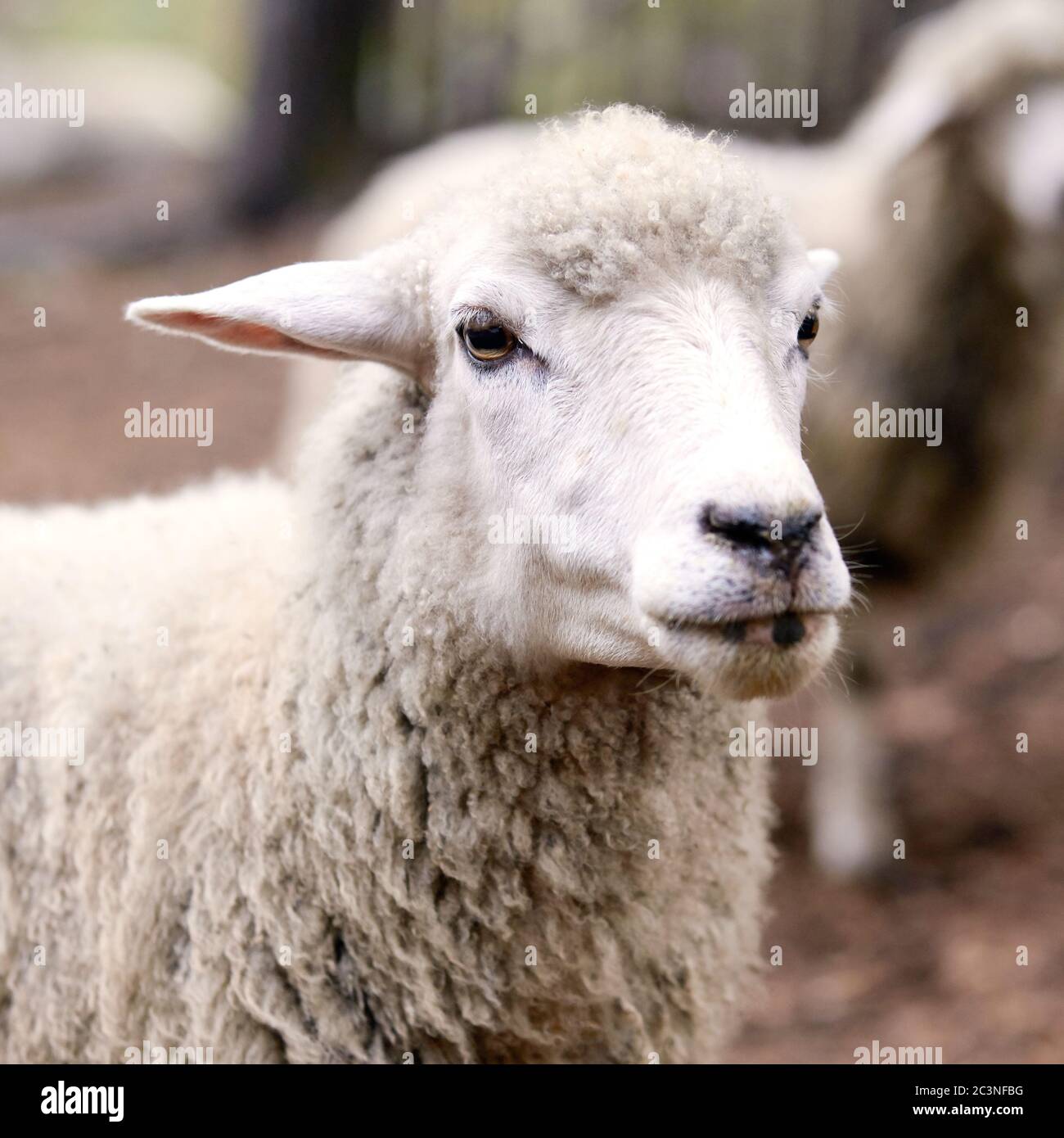 Sheep muzzle outdoors. Standing and staring breeding agriculture animal ...