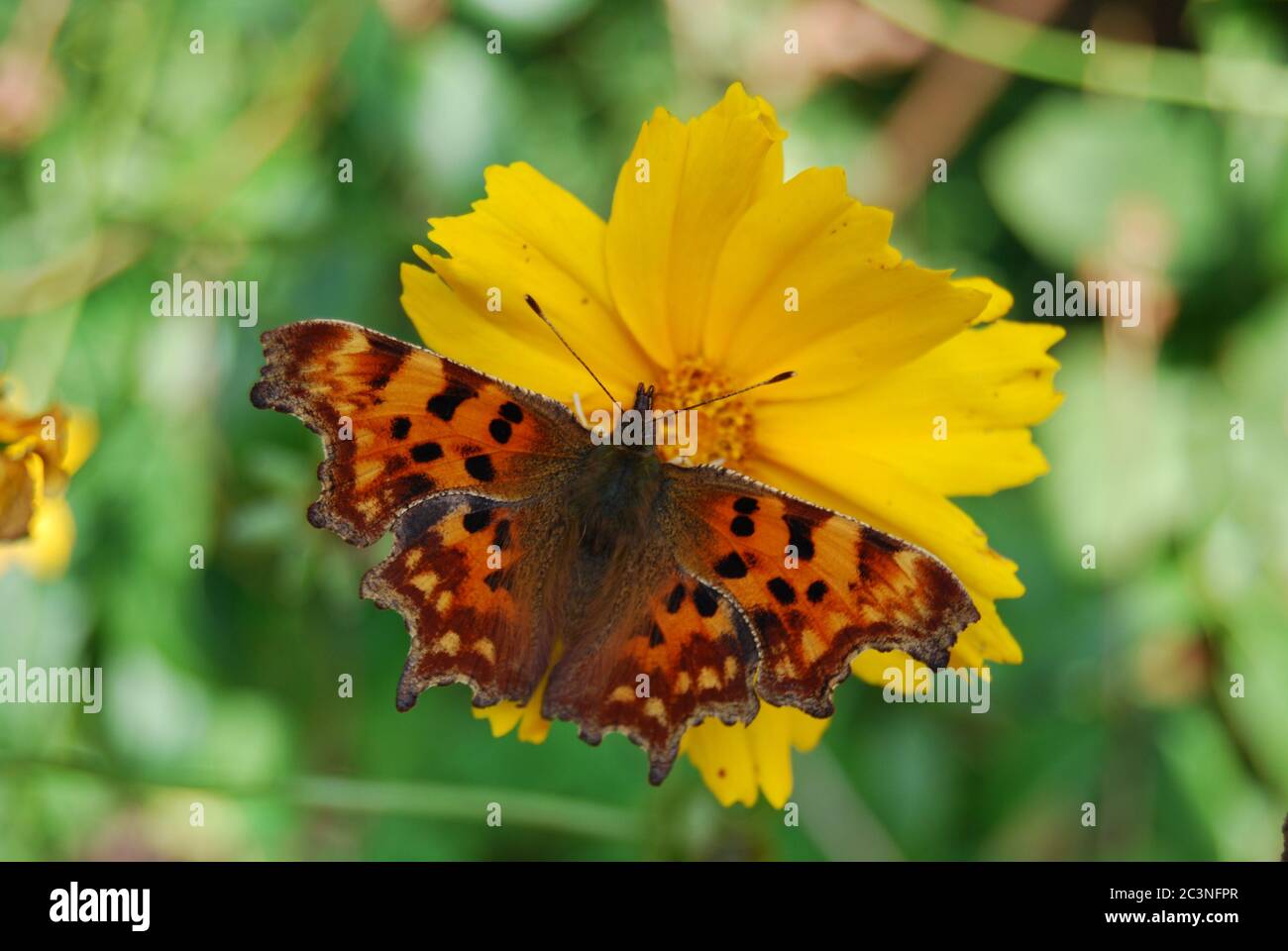 Closeup shot of a butterfly on a beautiful yellow flower Stock Photo ...