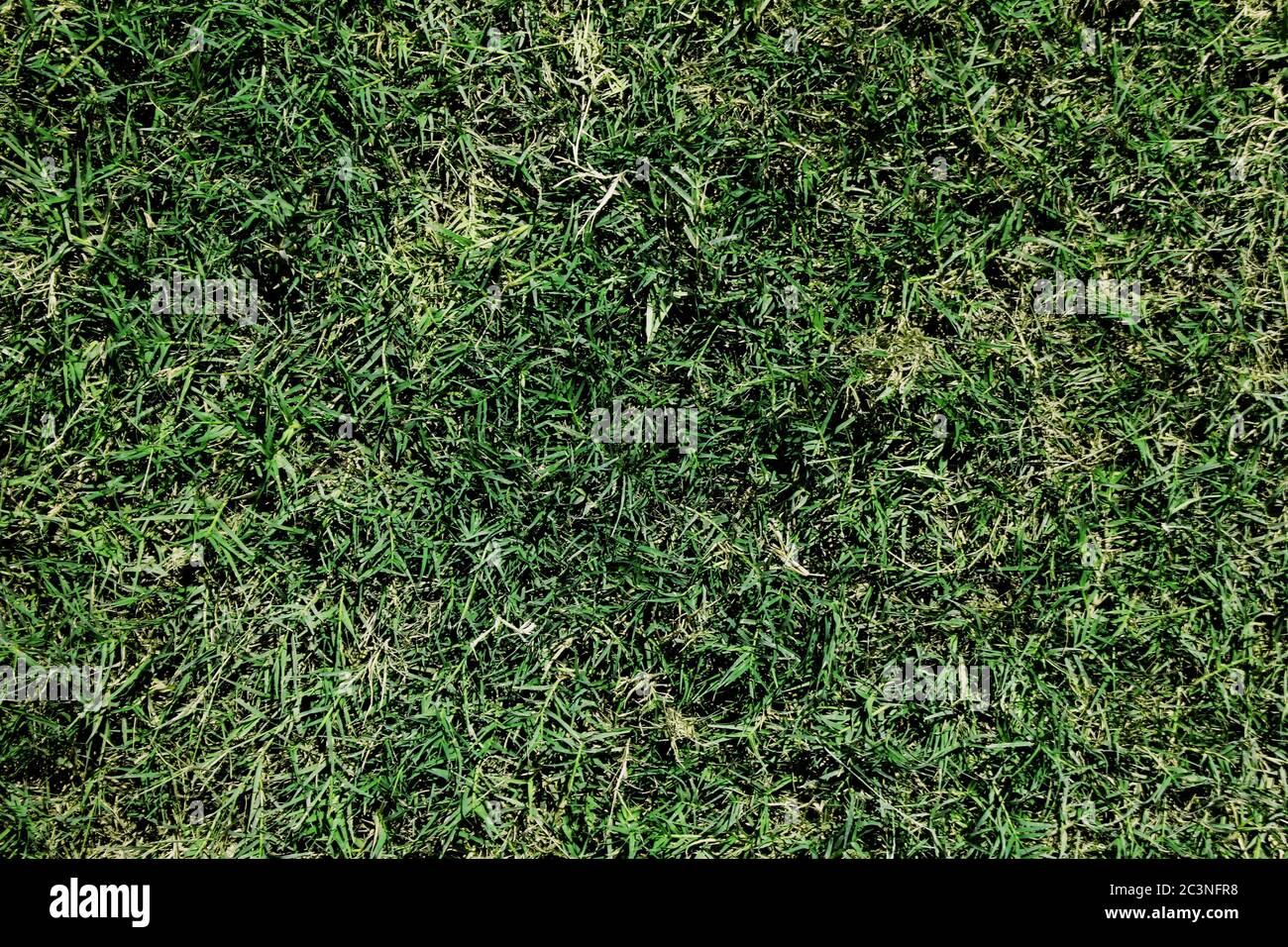 Natural Green Grass Full Of Frame Good For Textures And Backgrounds ...
