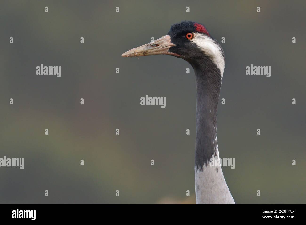 Common crane close up Stock Photo - Alamy