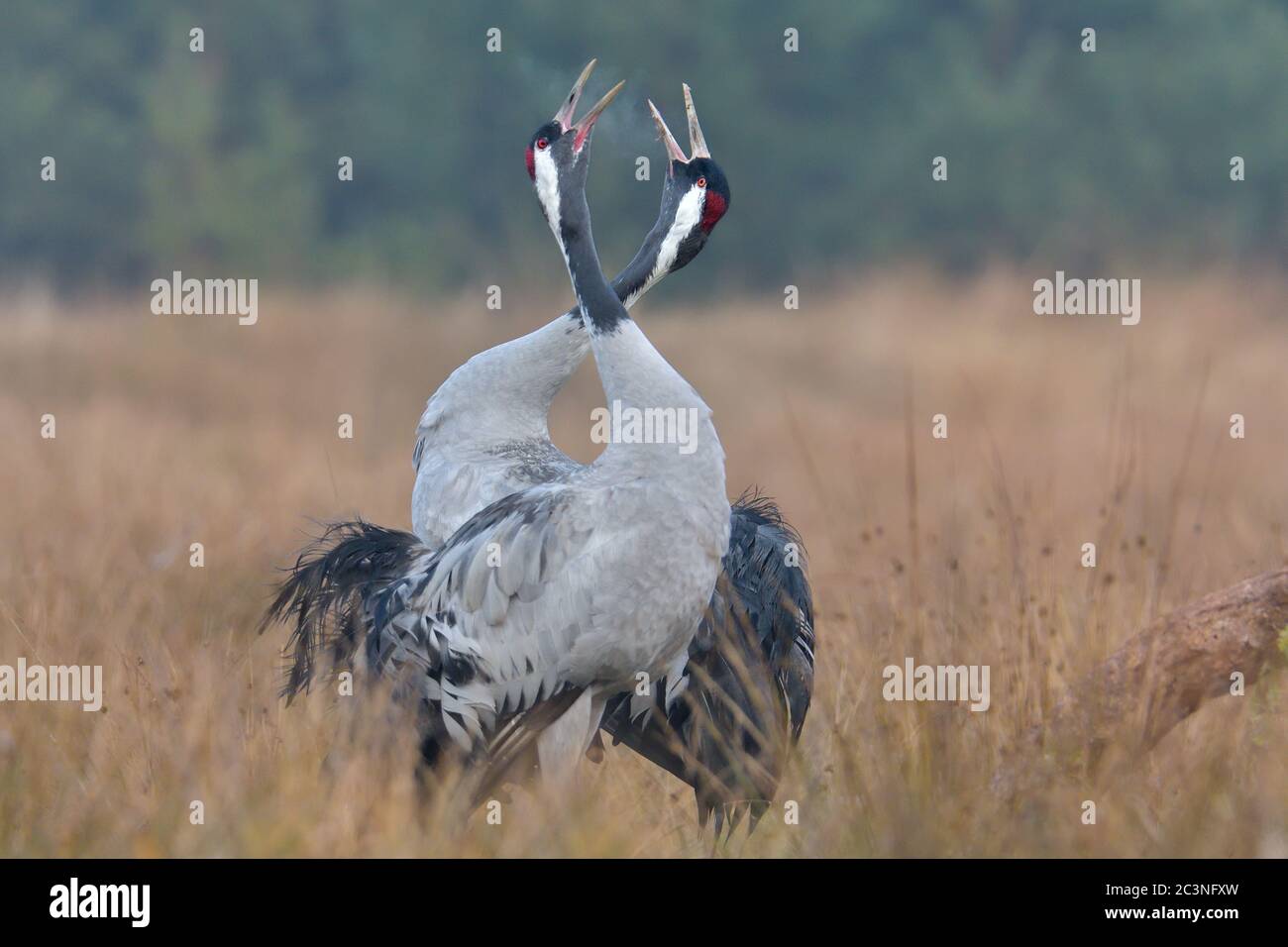 Common crane, big grey bird Stock Photo - Alamy