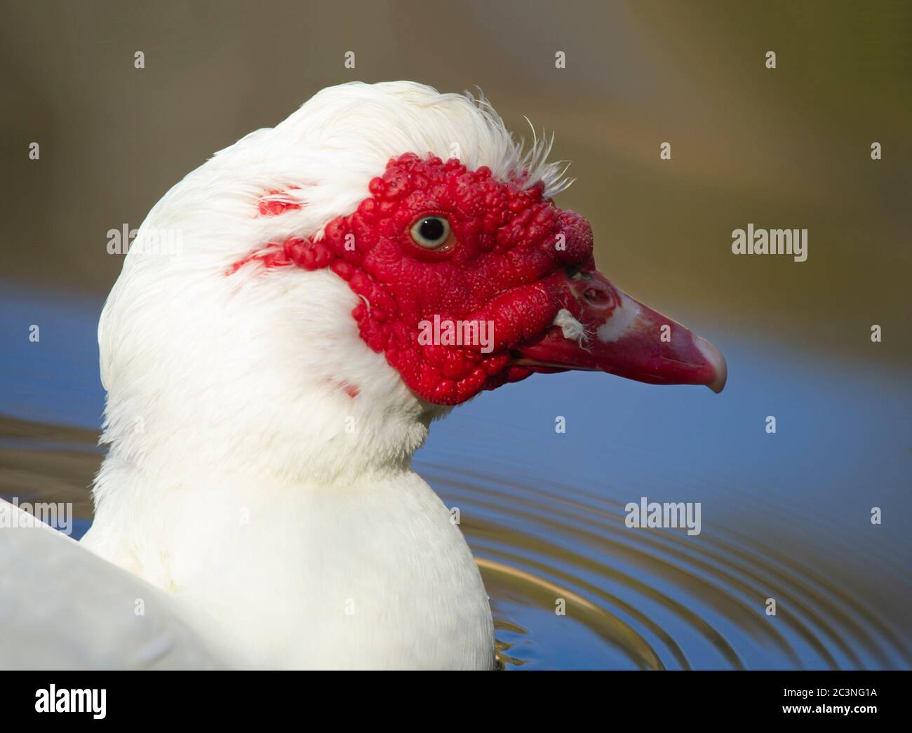 White Muscovy Duck Stock Photo - Alamy