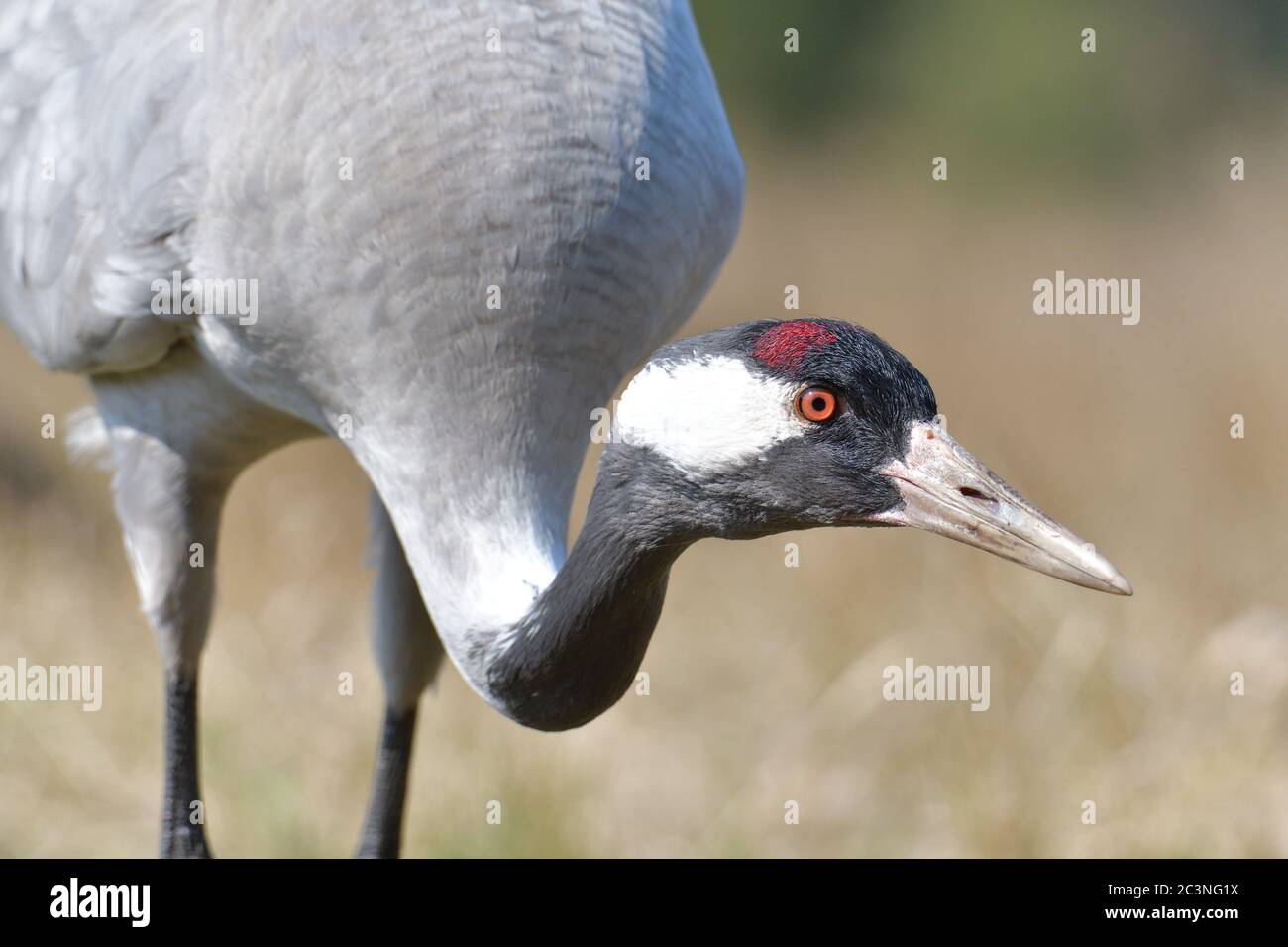 Common crane close up Stock Photo - Alamy