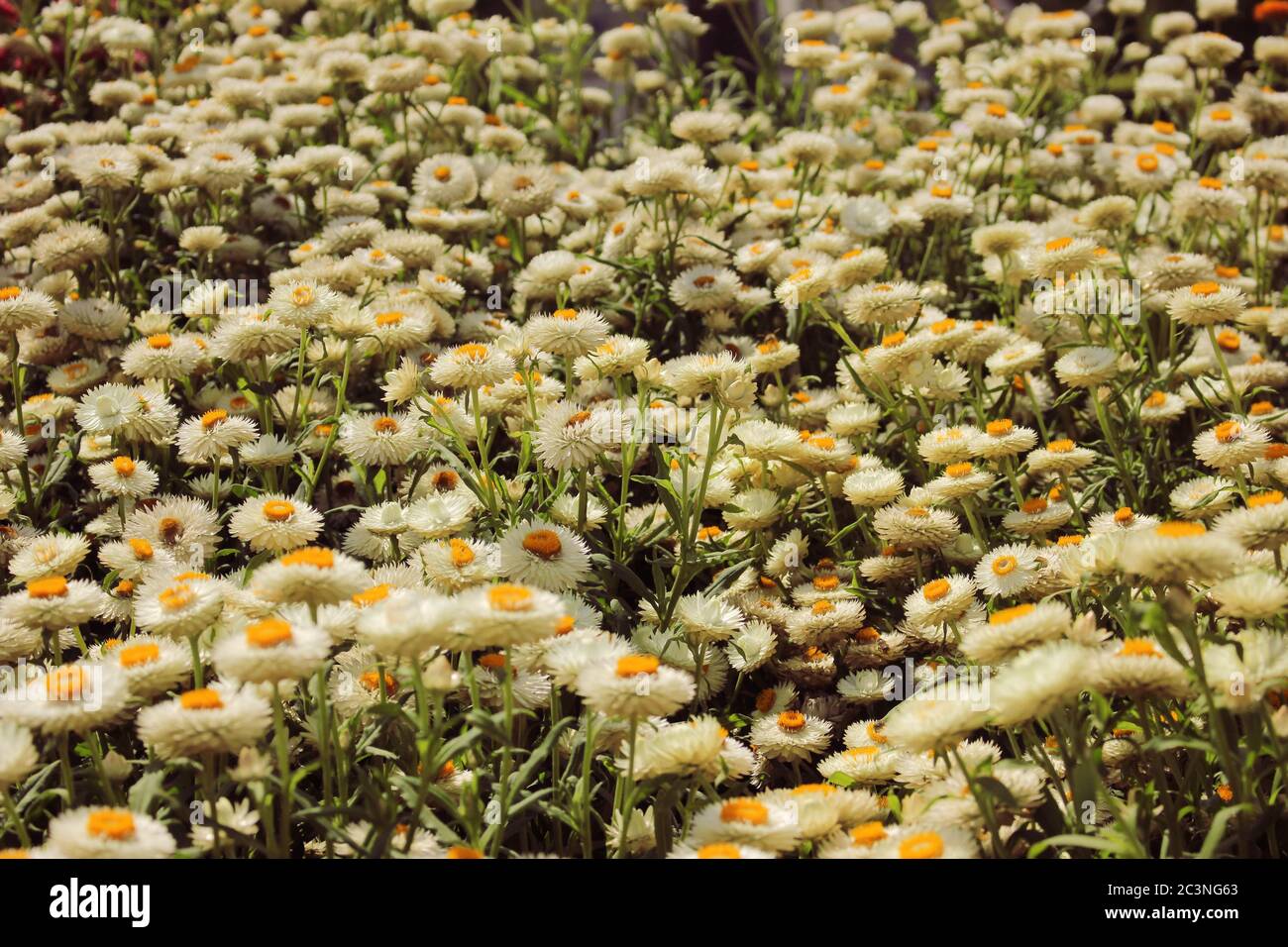 Helichrysum flower hi-res stock photography and images - Alamy
