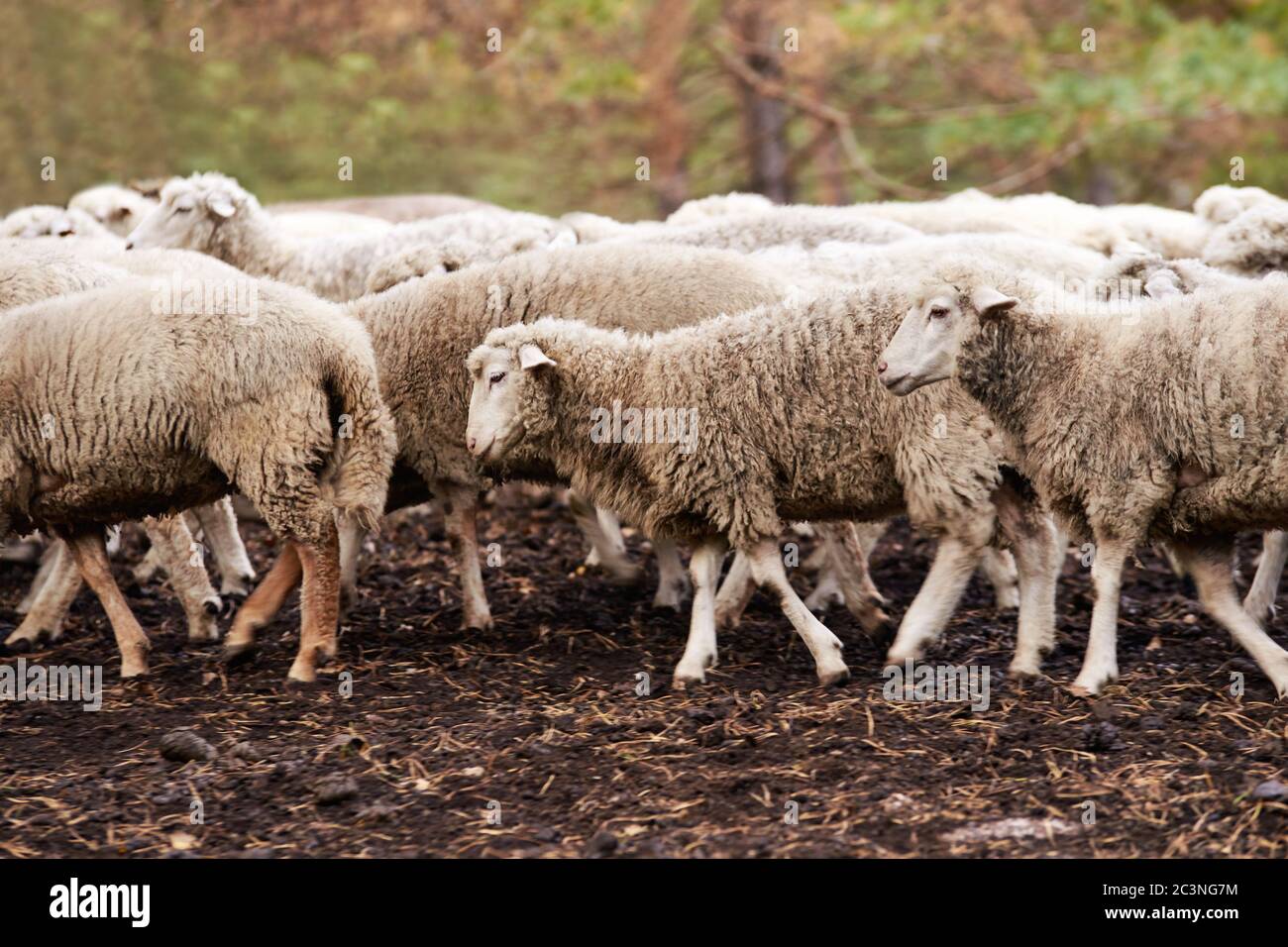 Sheep muzzle outdoors. Standing and staring breeding agriculture animal ...