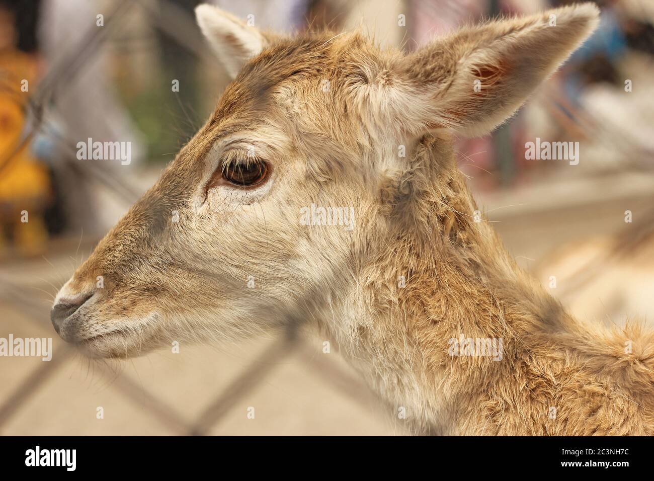 Beautiful baby beer profile in the cage Stock Photo - Alamy