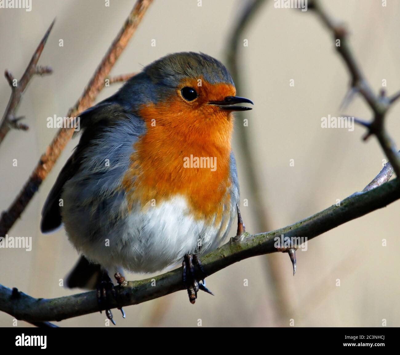 Eurasian robin perched in the woods Stock Photo - Alamy