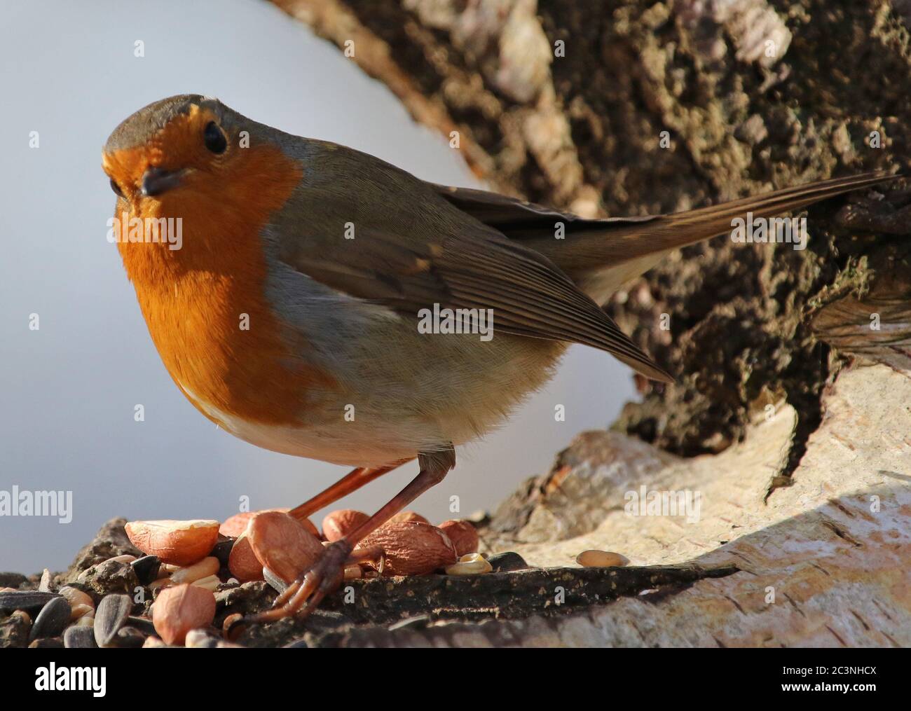 Eurasian robin perched in the woods Stock Photo - Alamy