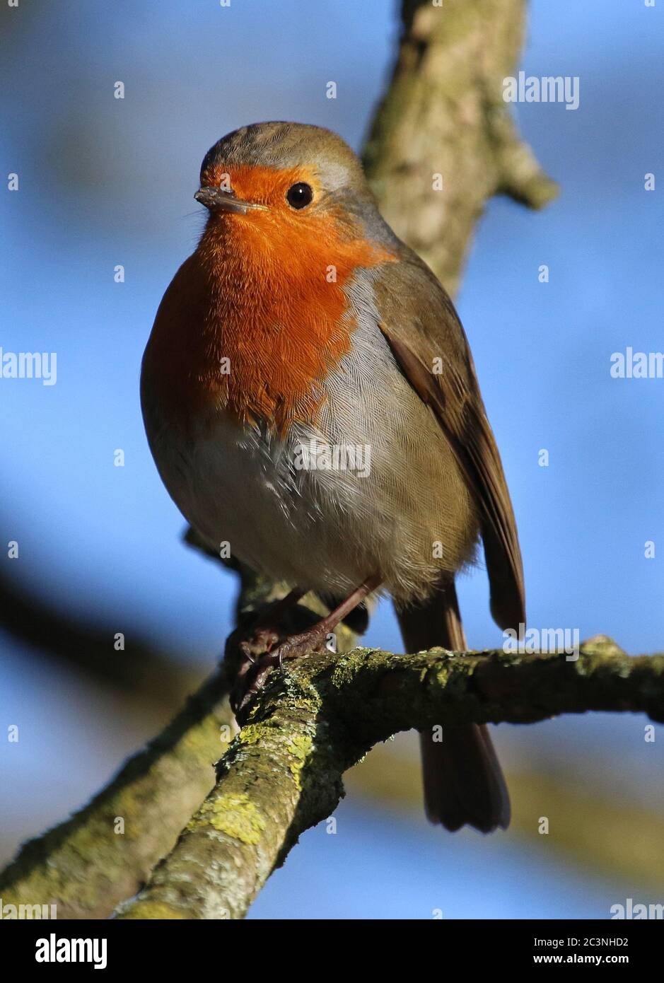 Eurasian robin perched in the woods Stock Photo - Alamy