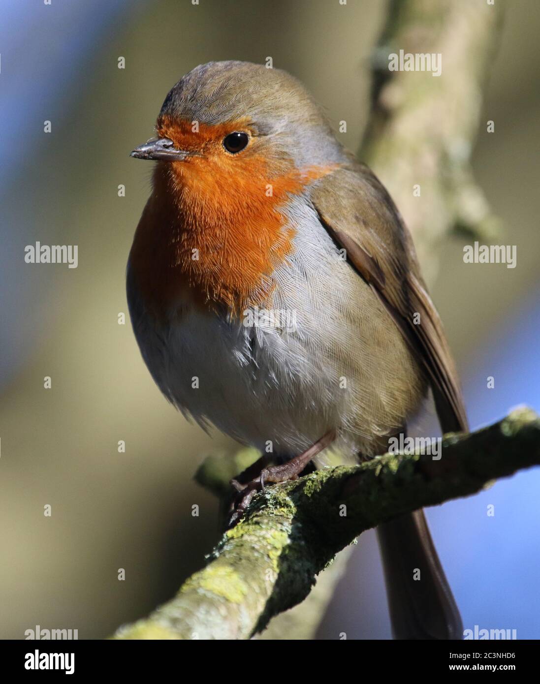 Eurasian robin perched in the woods Stock Photo - Alamy