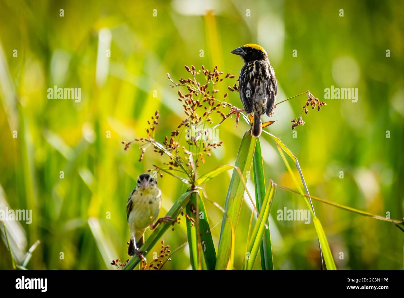 Streaked Weaver bird, perched on reeds Stock Photo - Alamy